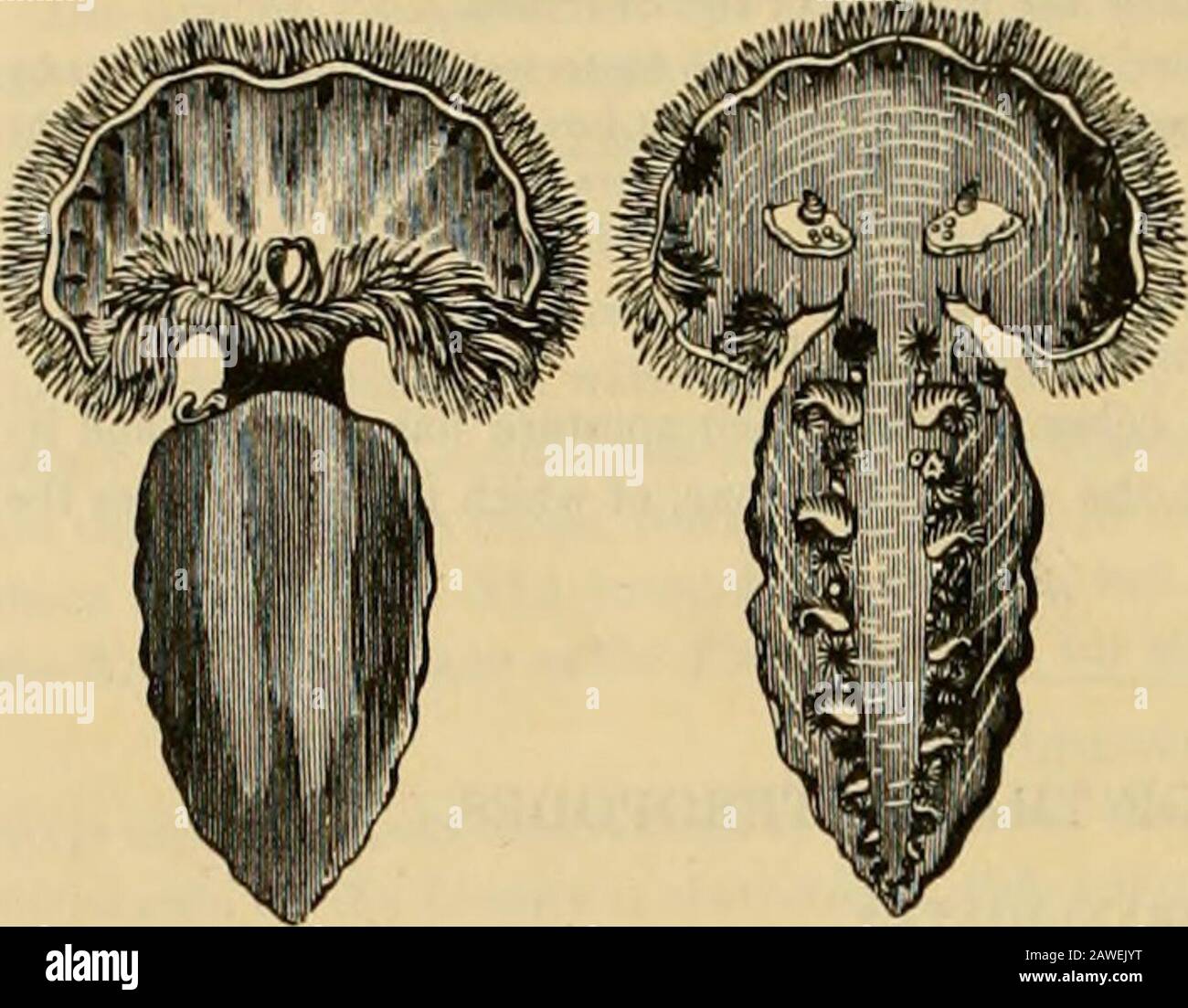 The animal kingdom : arranged after its organization, forming a natural ...
