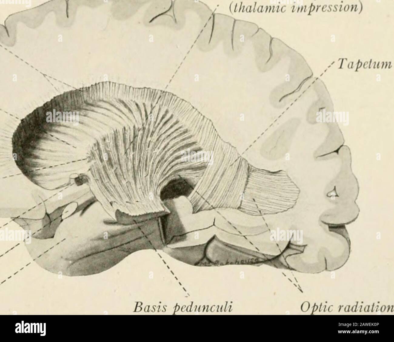 The anatomy of the nervous system, from the standpoint of development ...
