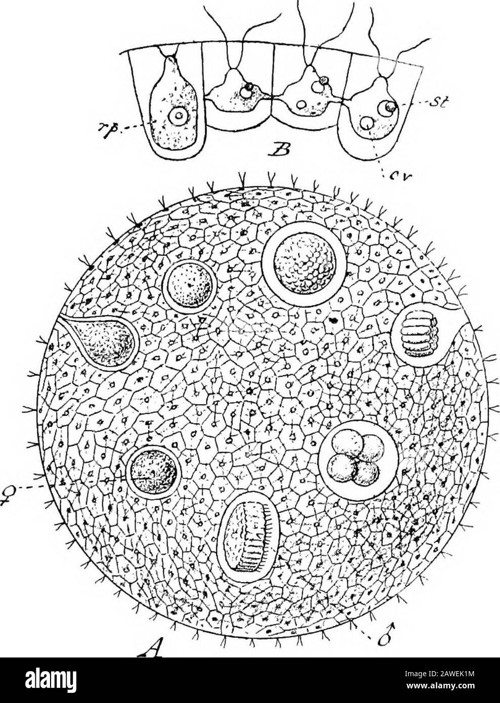 Species introduction Black and White Stock Photos & Images - Alamy