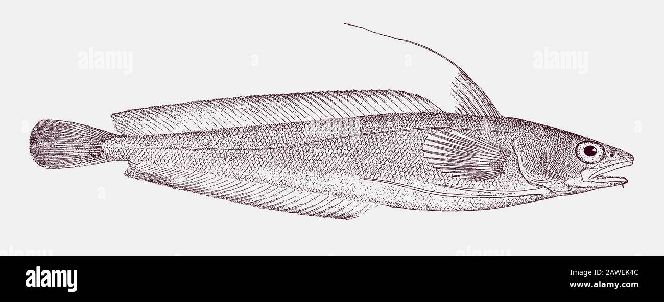 Hake Stock Vector Images - Alamy