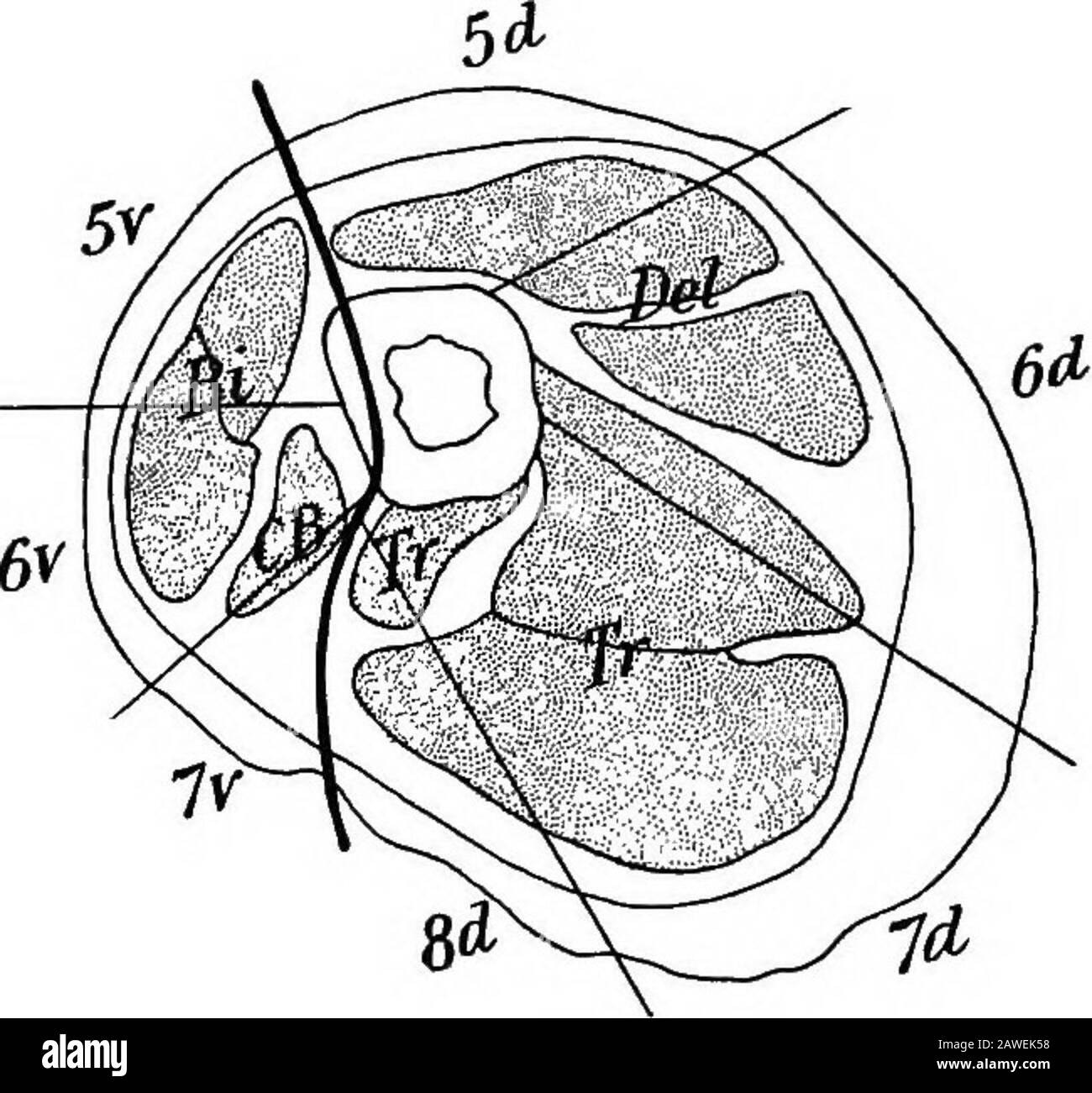 The development of the human body; a manual of human embryology . Fig ...
