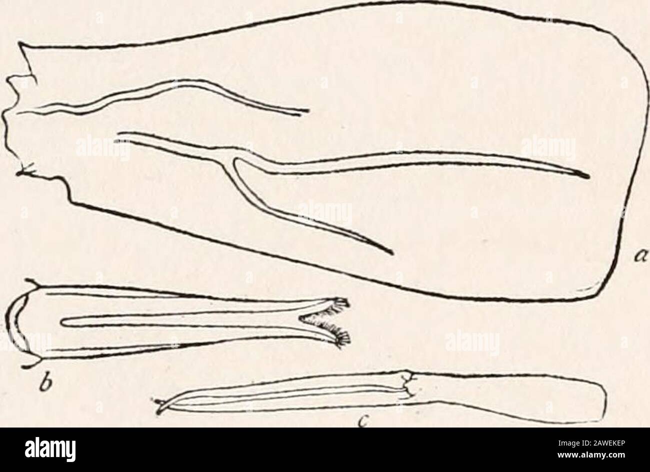 Dentiform hi-res stock photography and images - Alamy