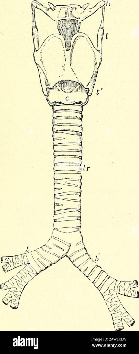 Quain's elements of anatomy . nd fig. 441). fibres, and is very ...