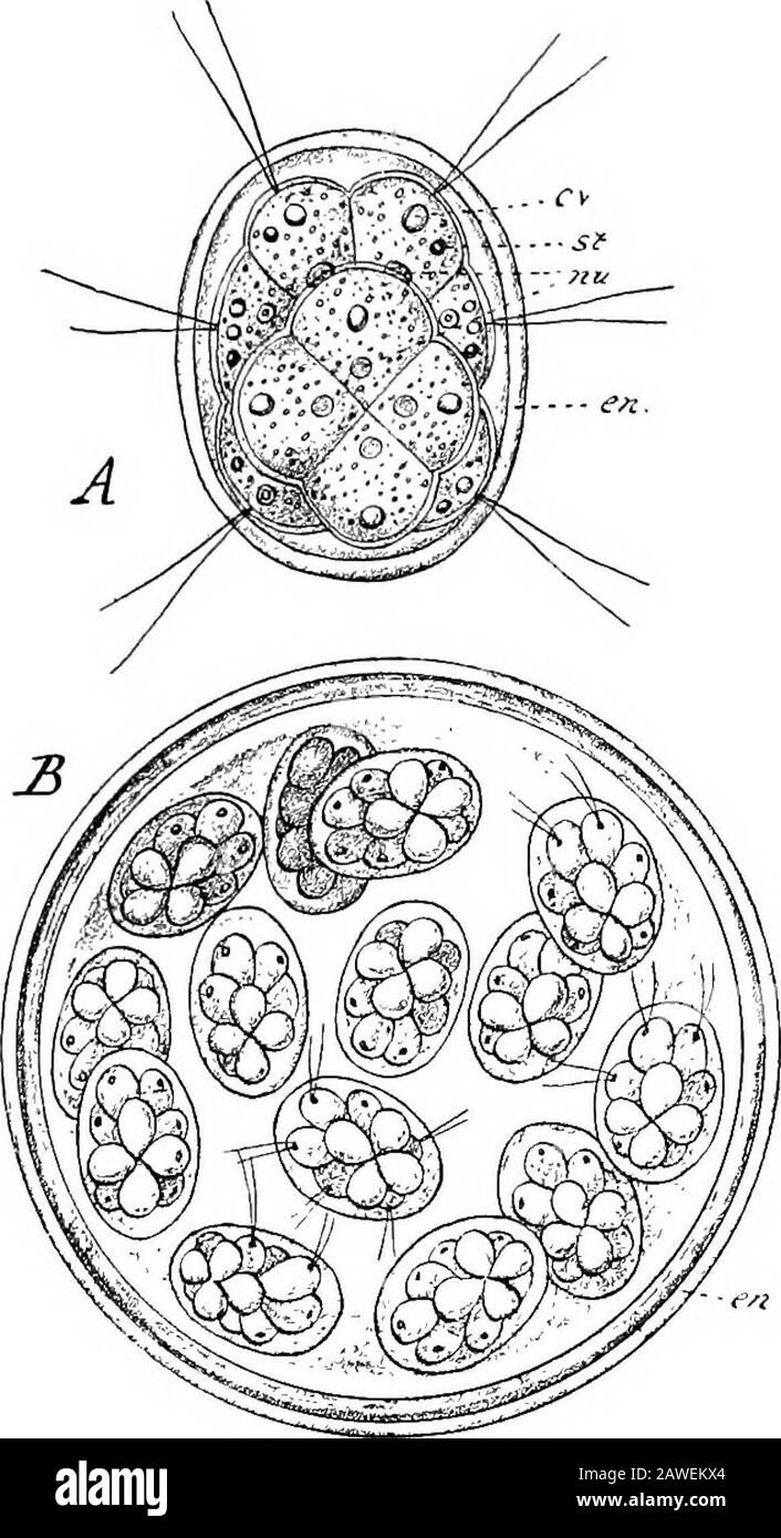 Le cells Black and White Stock Photos & Images - Alamy