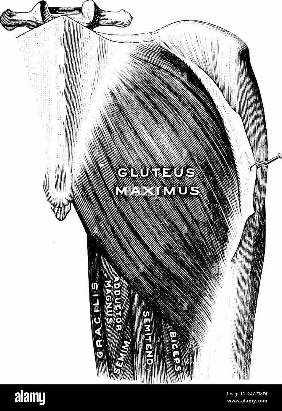 Applied anatomy and kinesiology, the mechanism of muscular movement ...