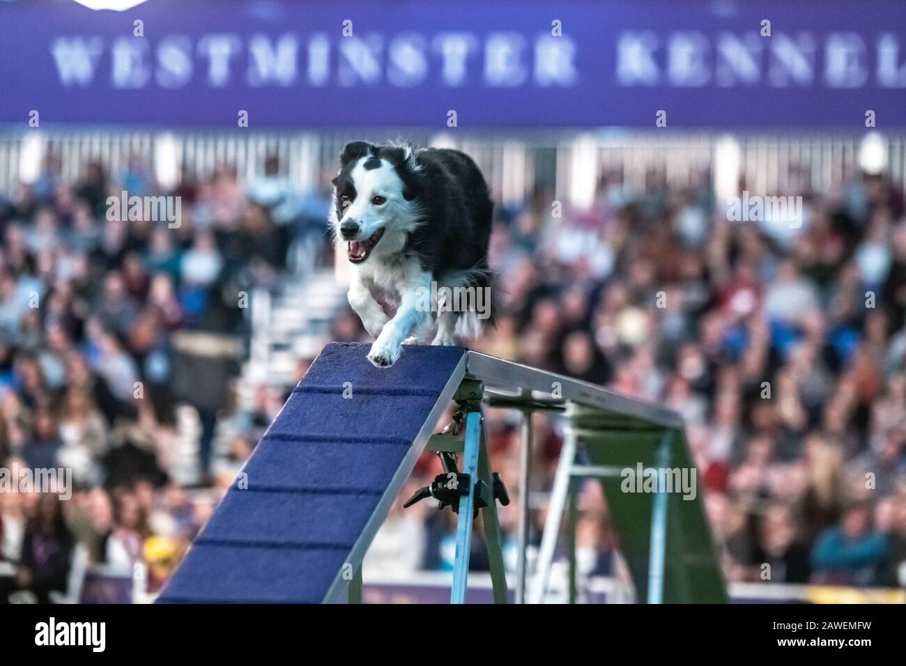 New York, USA. 8th Feb, 2020. Fame, a Border Collie, goes through a ...