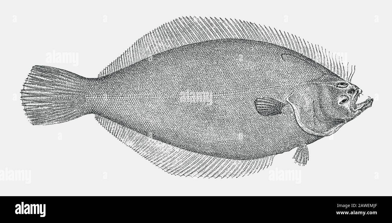 Flatfish pacific flatfish hi-res stock photography and images - Alamy