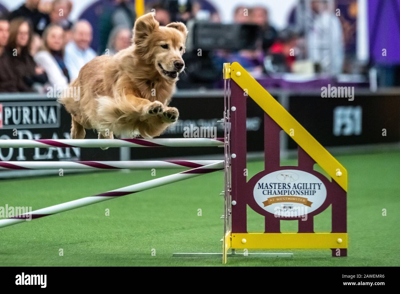 New York, USA. 8th Feb, 2020. Bam, a Golden Retriever, clears an ...
