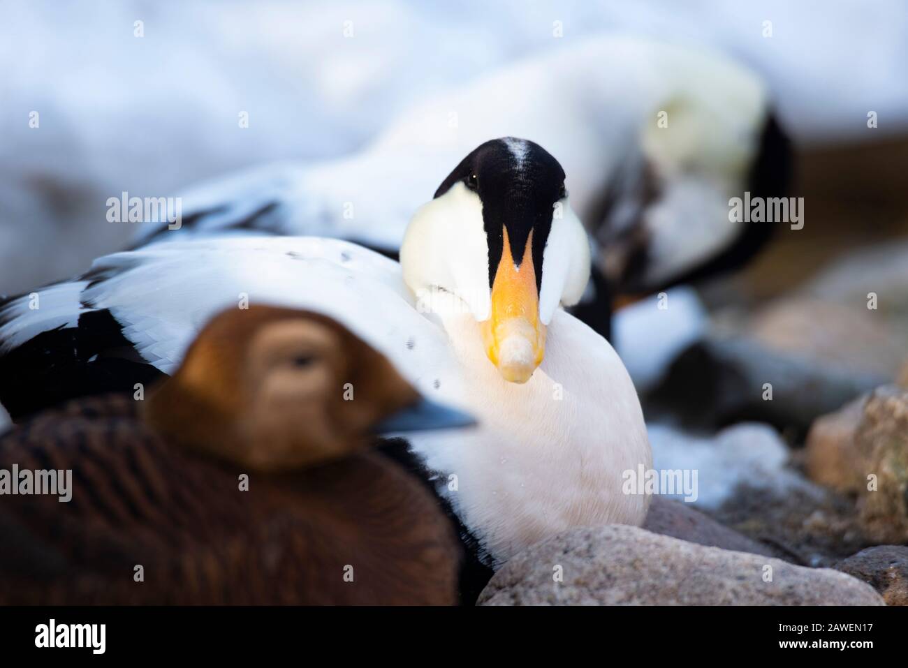 Pacific eiders hi-res stock photography and images - Alamy