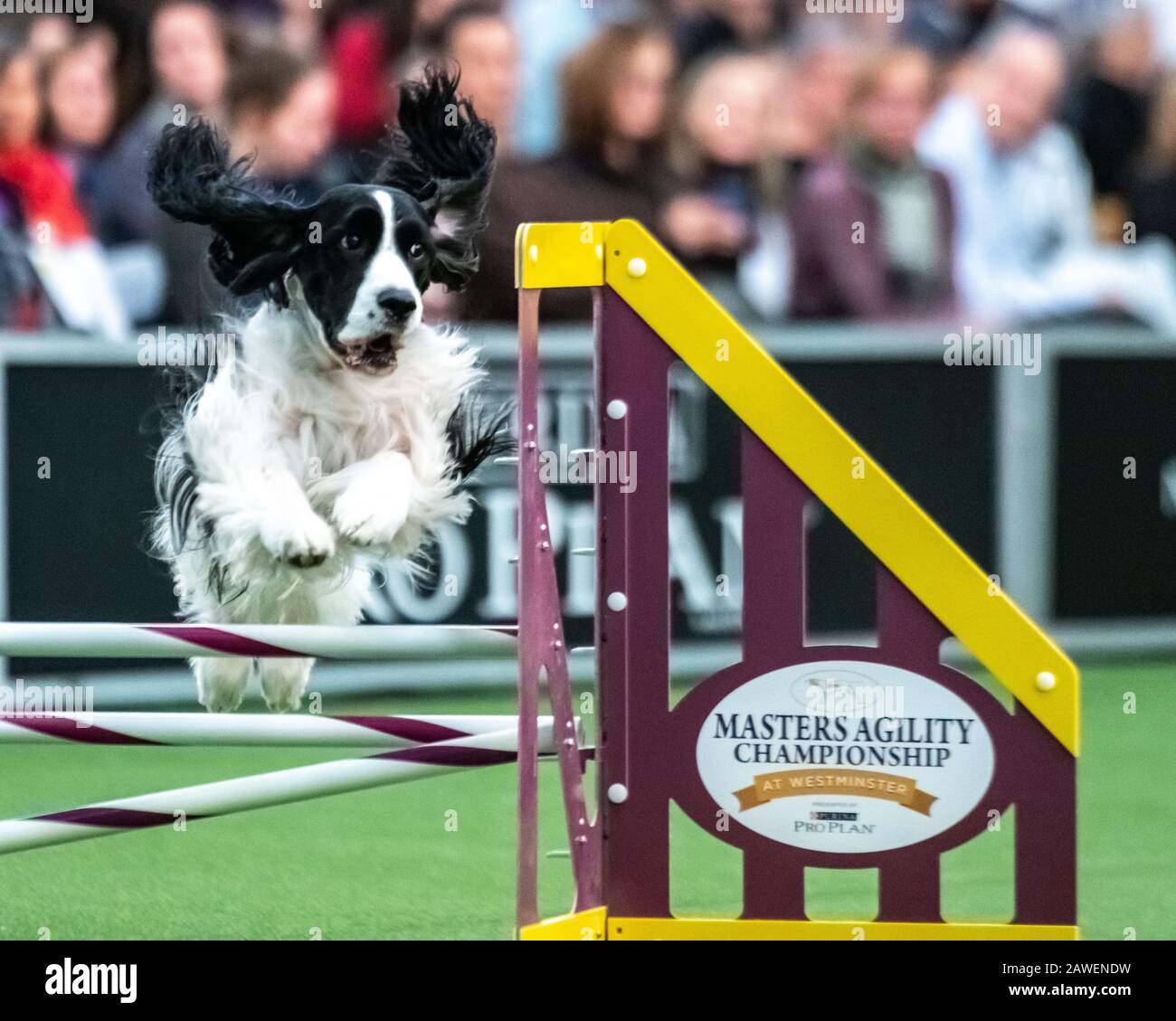 New York, USA. 8th Feb, 2020. Dragon, an English Springer Spaniel ...