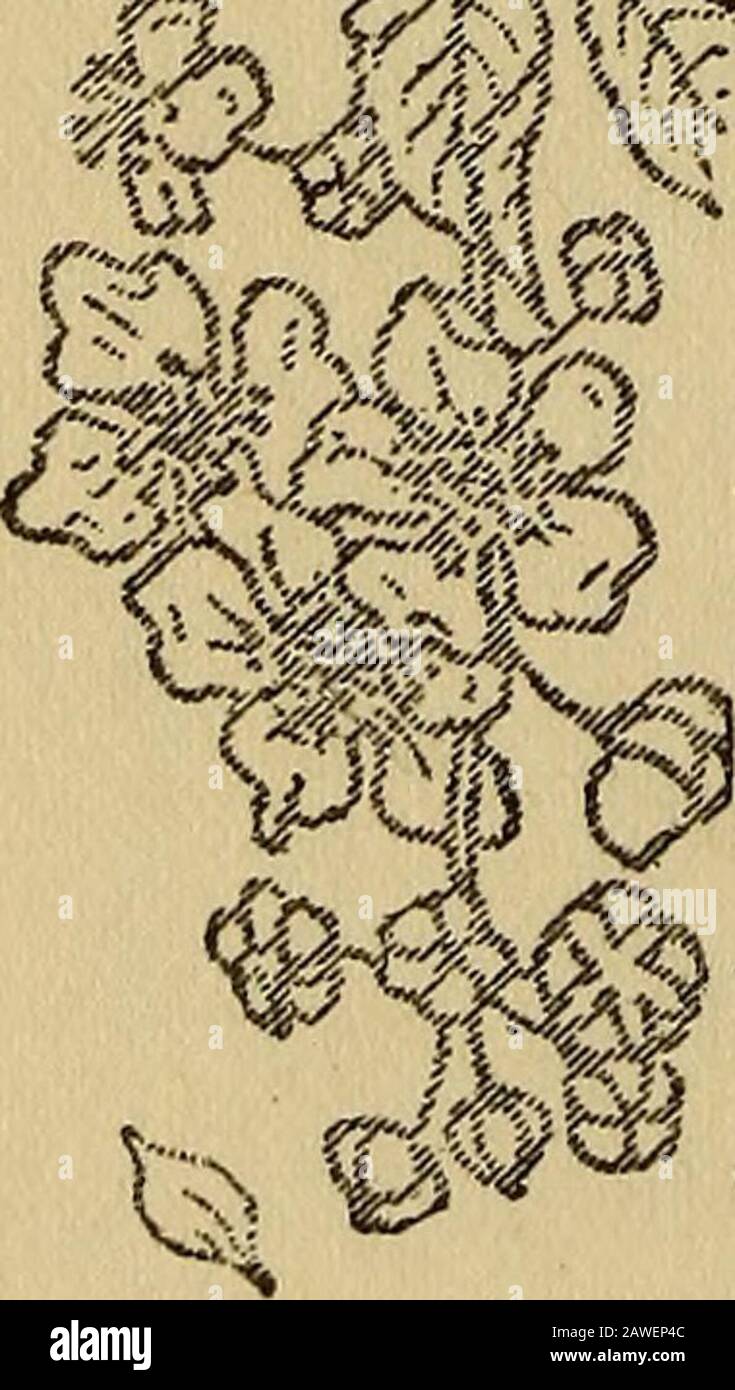 The story and song of Black Roderick . upon her hair and eyes. He ...