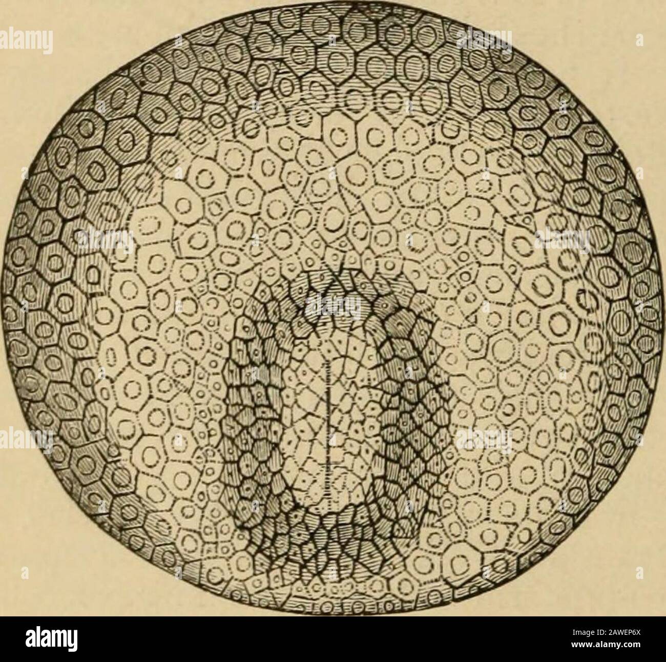 Deciduae hi-res stock photography and images - Alamy