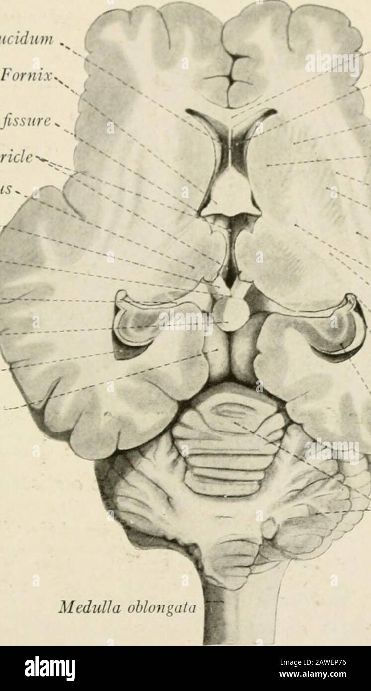 Occiput posterior hi-res stock photography and images - Alamy