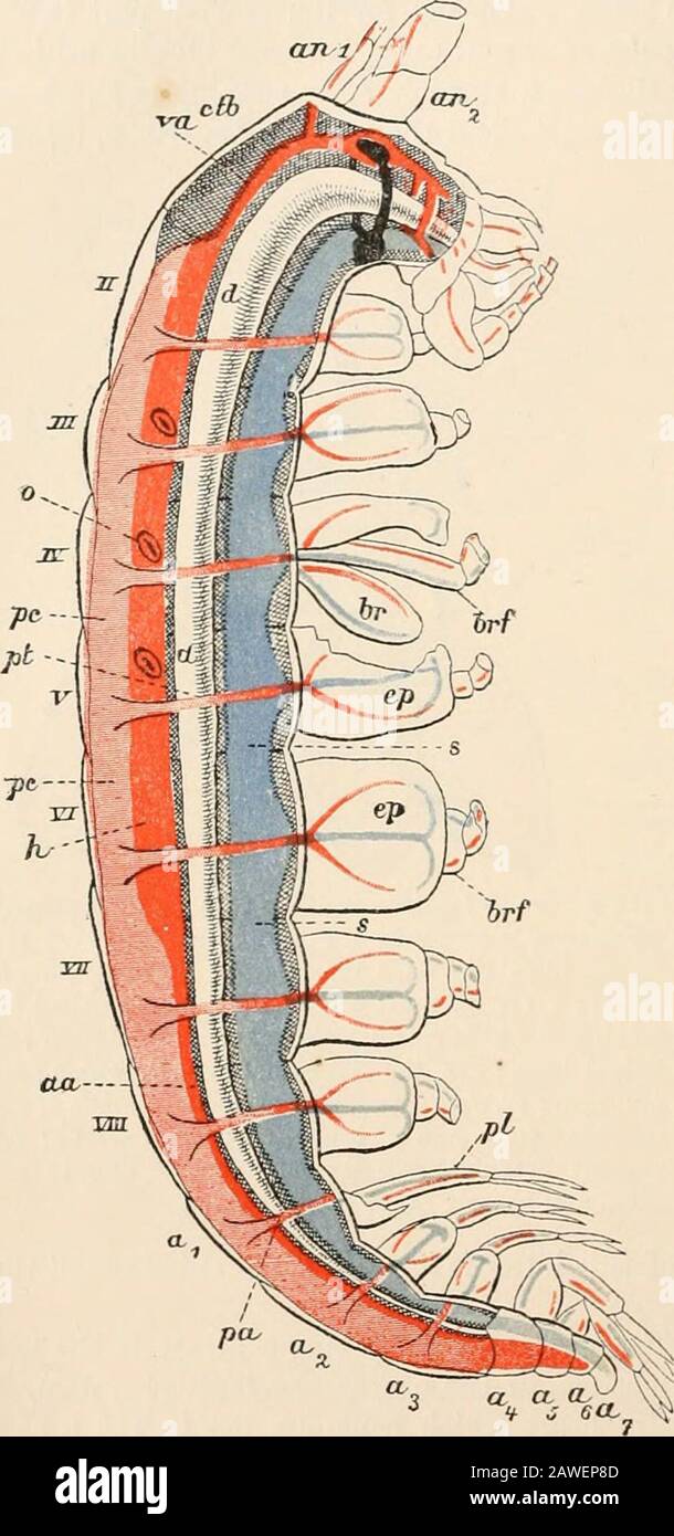 Anatomia Da Ostra Prorotodactylus And Rotodactylus Tracks: An