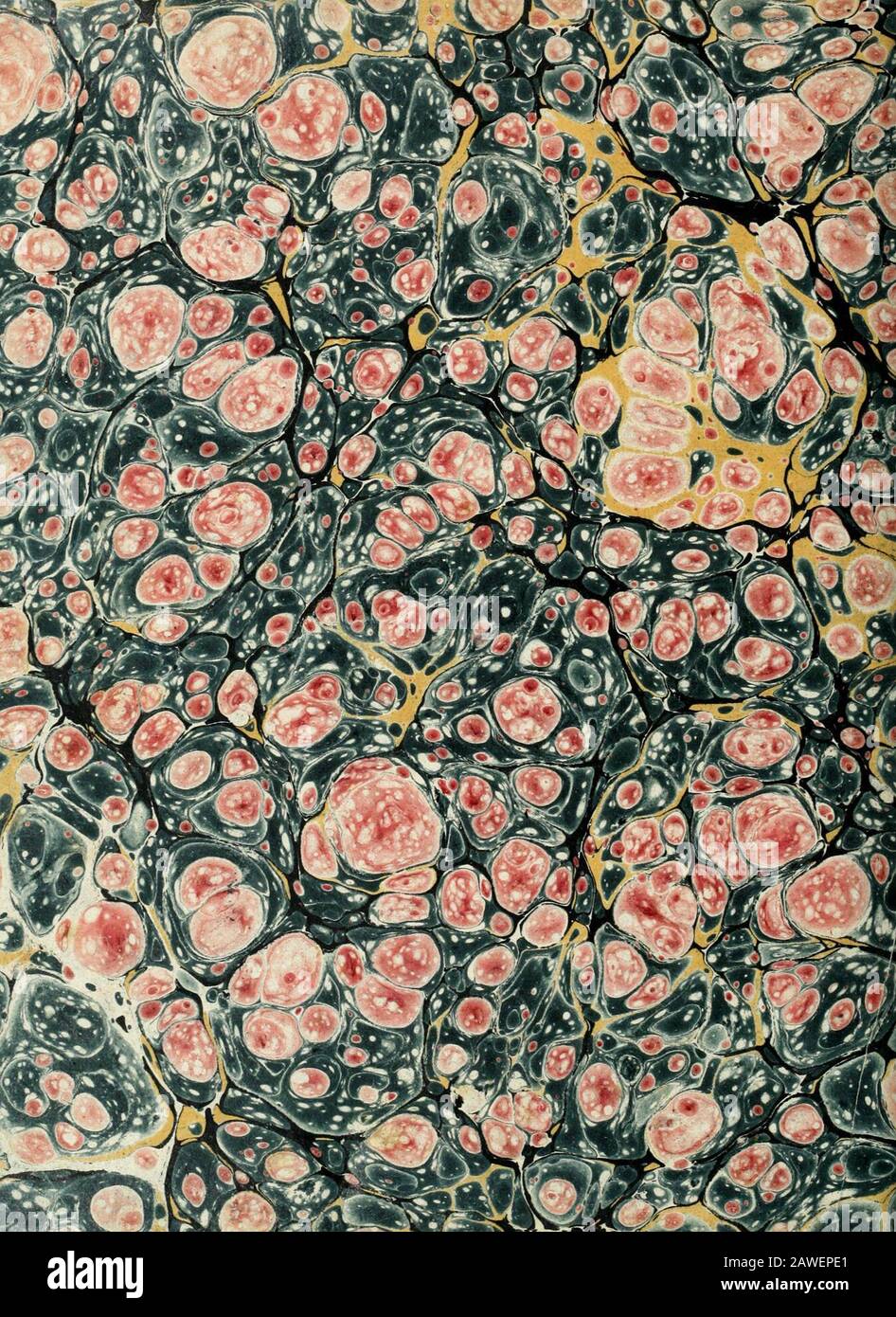 Rosey Roket Ange Venus