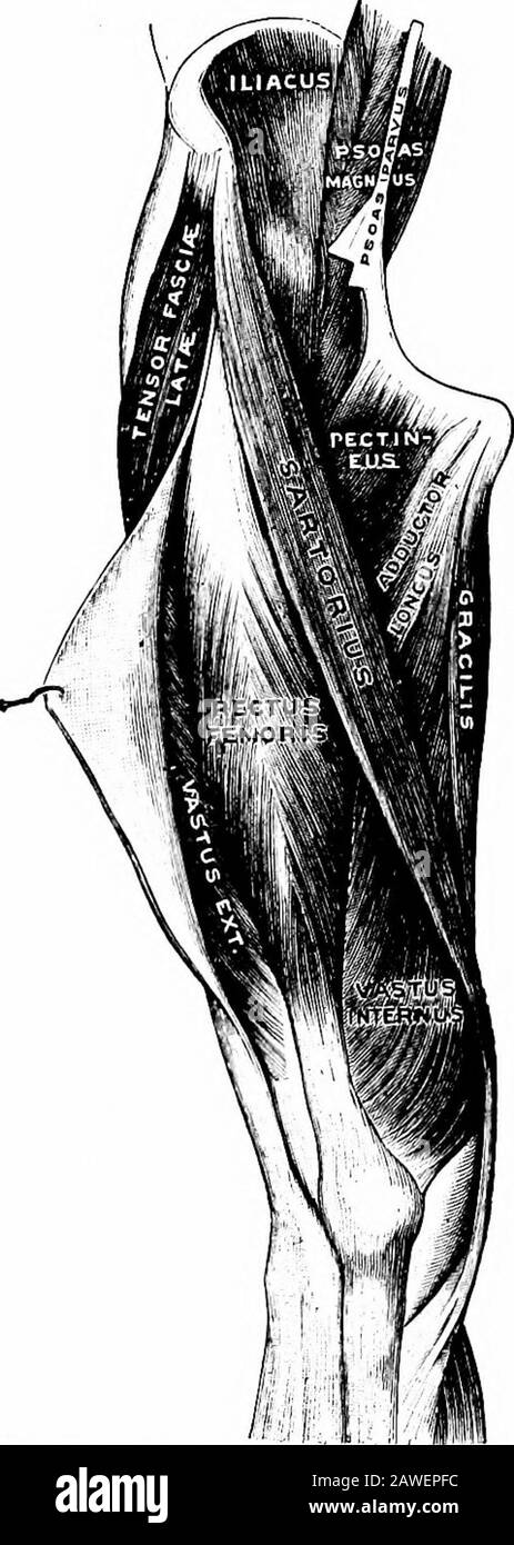 Psoas position Black and White Stock Photos & Images - Alamy