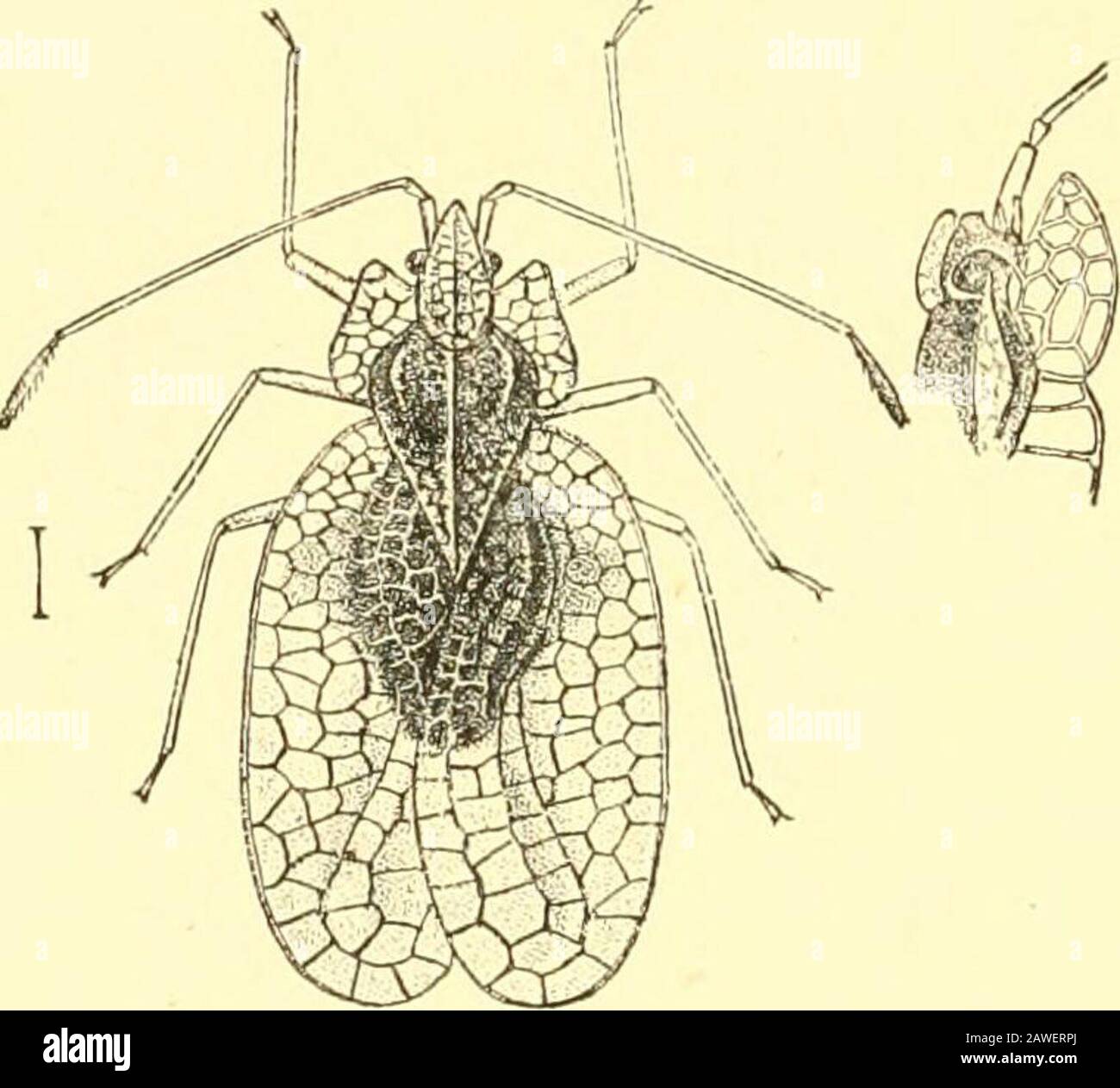 Rhynchota .. . near each lateral margin of the anteriorarea which is ...