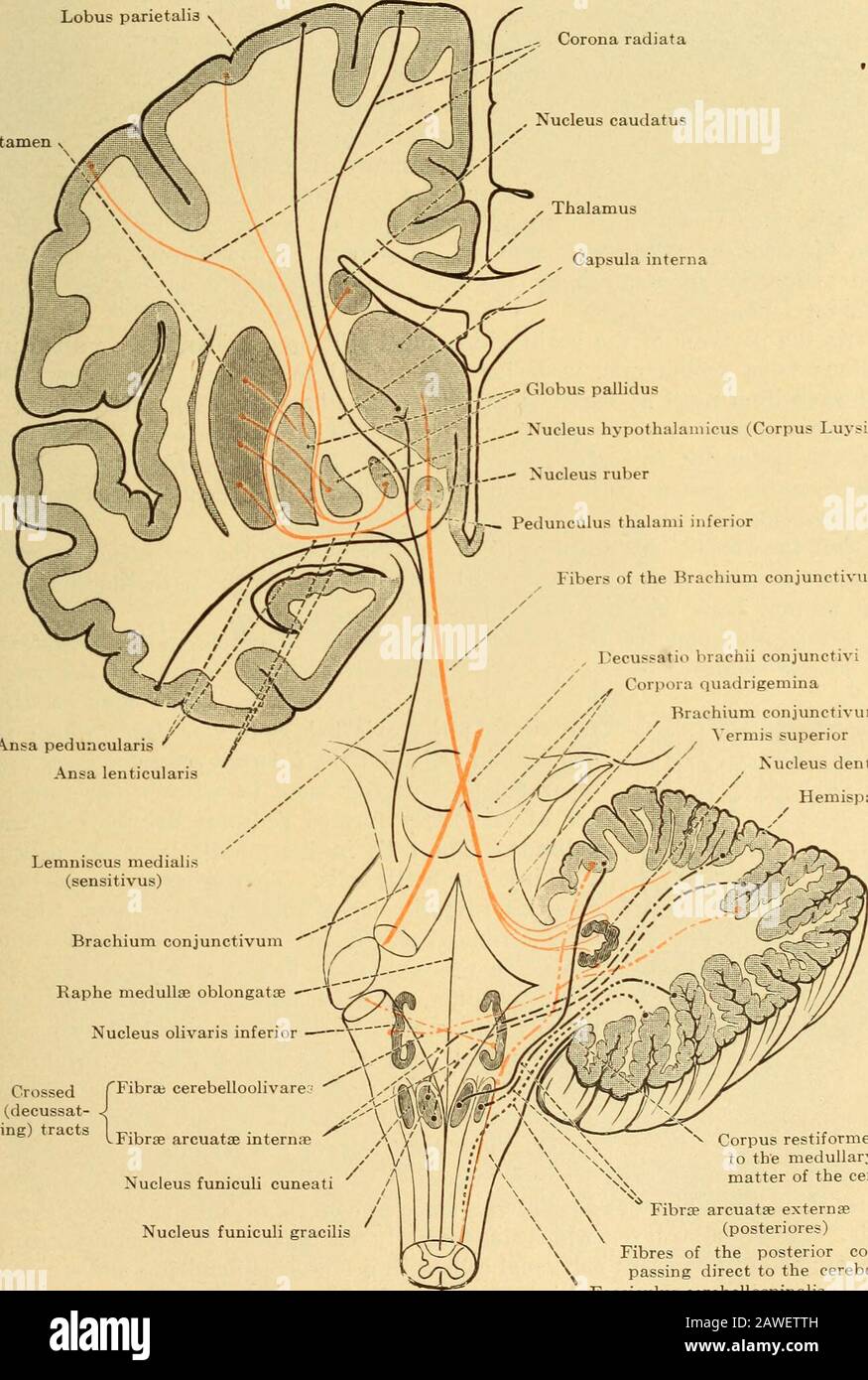 Neuron nerve cells diagram hi-res stock photography and images - Alamy
