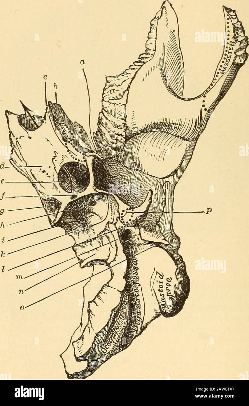 A text-book on diseases of the ear, nose and throat . the ...