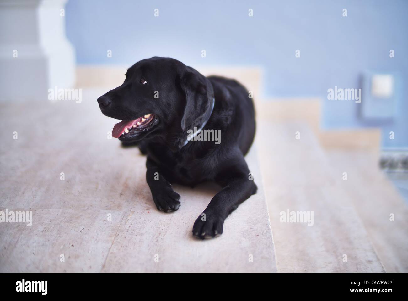 Beautiful black labrador dog lying down at terrace Stock Photo - Alamy