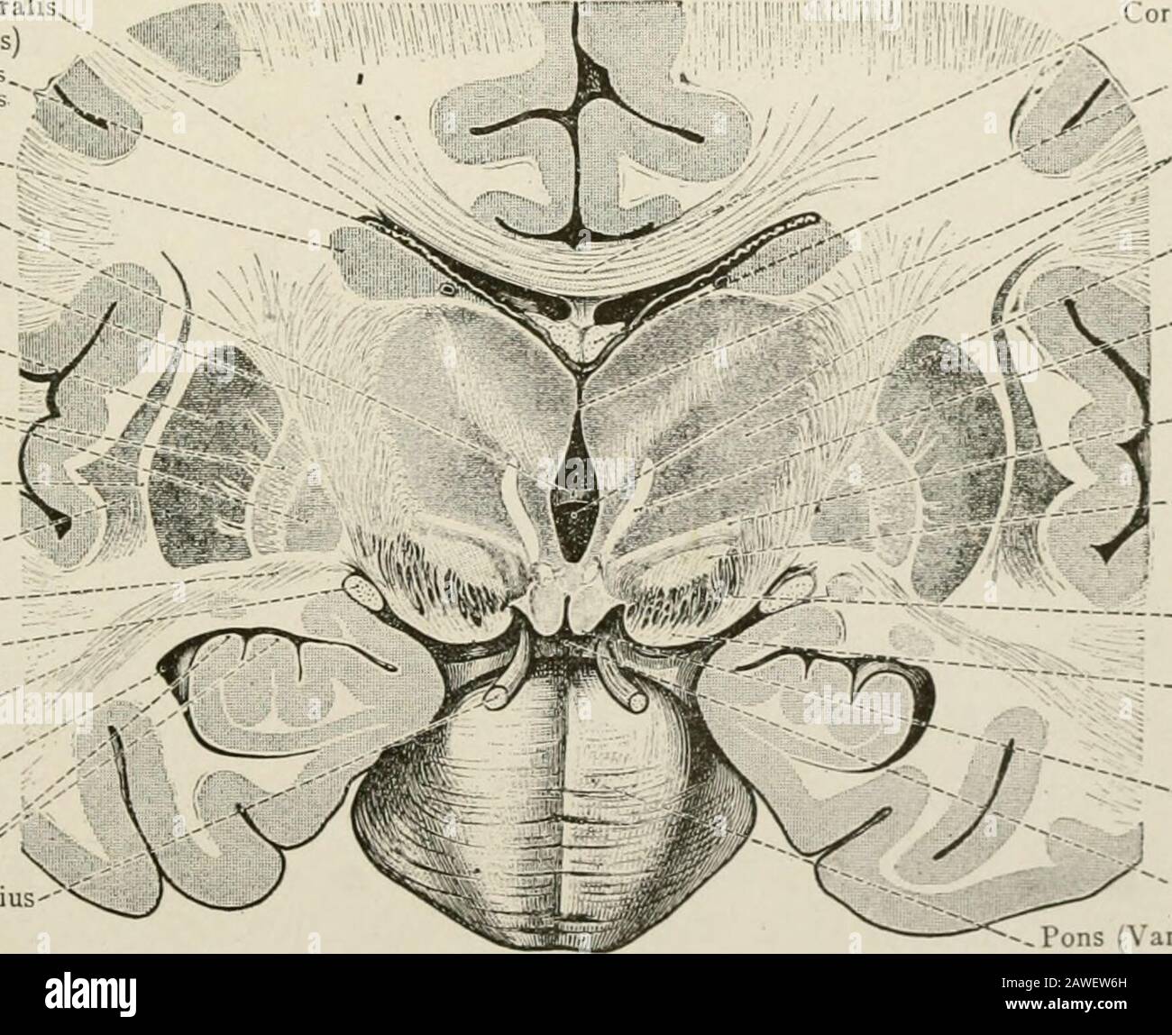 The anatomy of the nervous system, from the standpoint of development ...