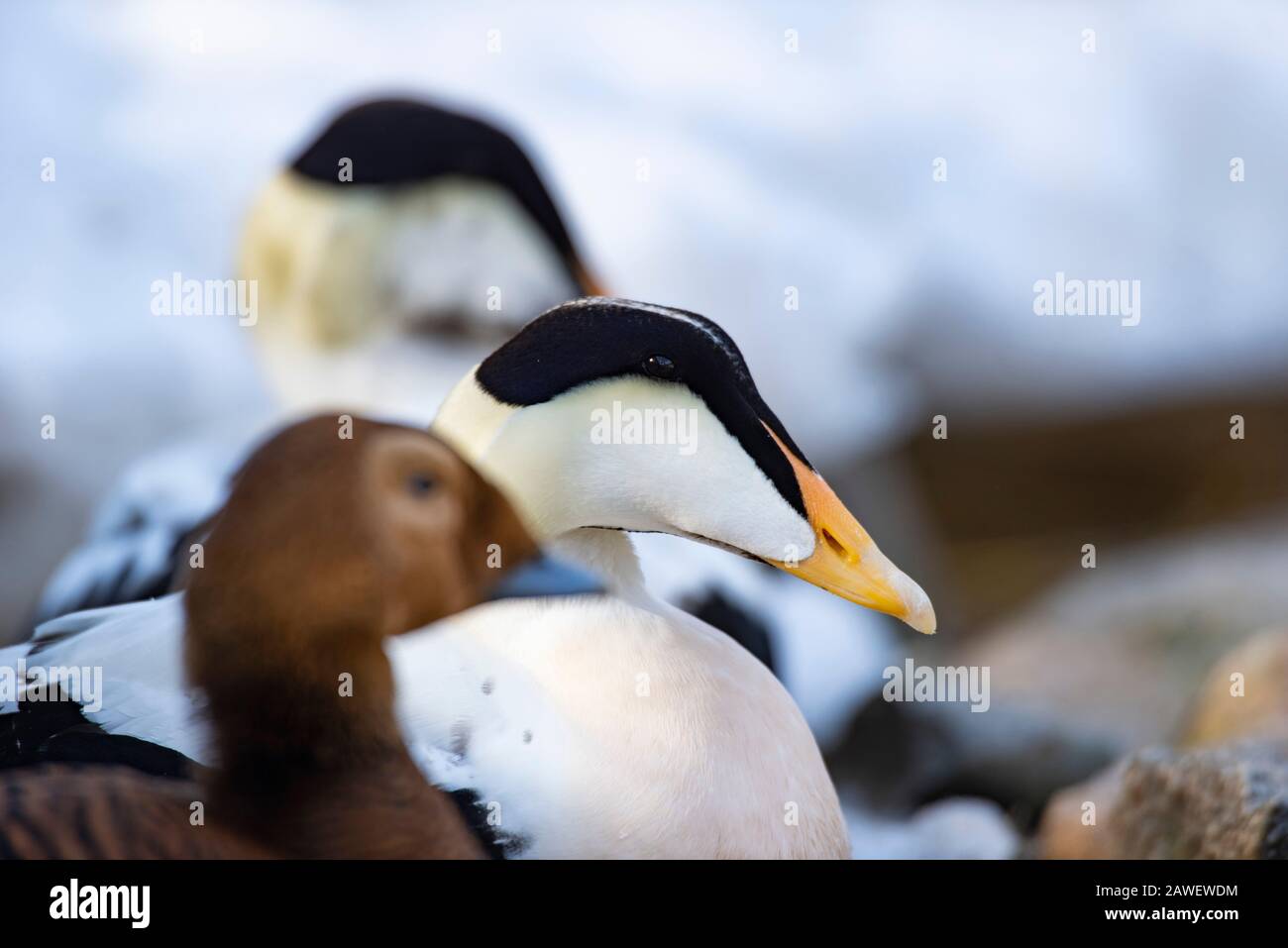 Pacific Eiders in Alaska Stock Photo - Alamy