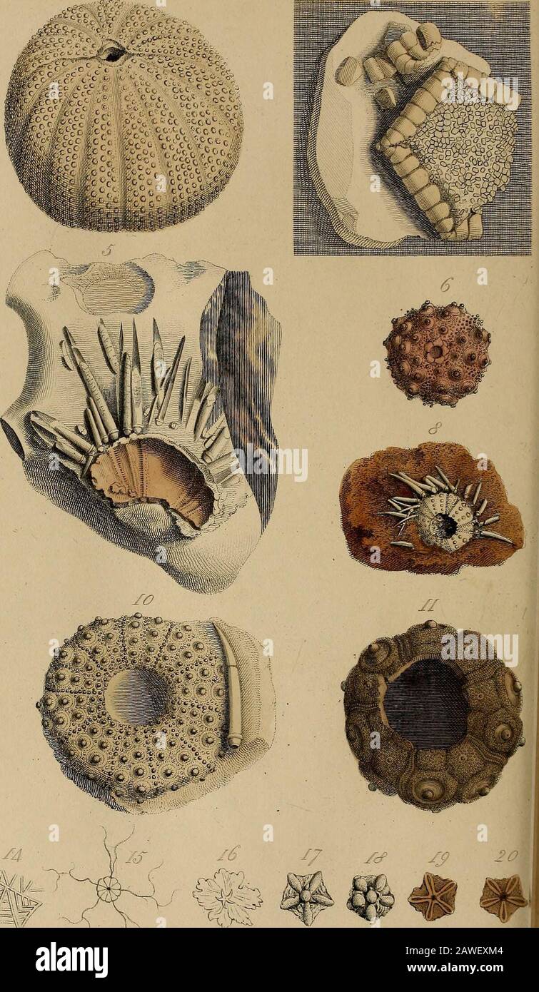 A pictorial atlas of fossil remains, consisting of coloured ...