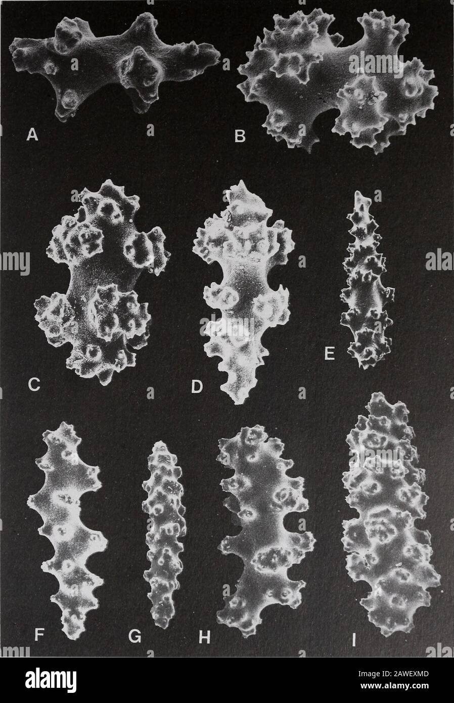 Scanning electron micrographs hi-res stock photography and images - Alamy