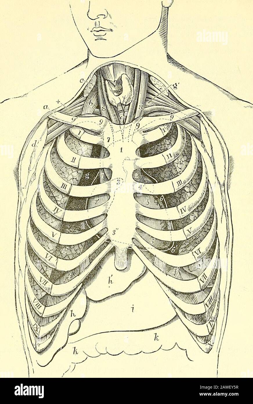 Costal cartilages hi-res stock photography and images - Alamy
