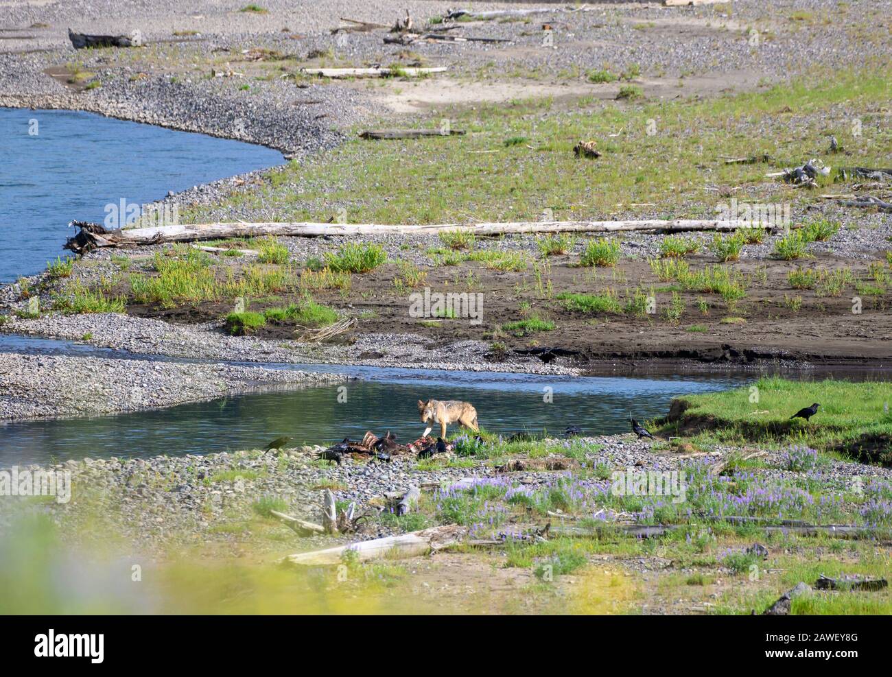 Gray Wolf Bison Buffalo Wolf Stock Photos & Gray Wolf Bison Buffalo ...