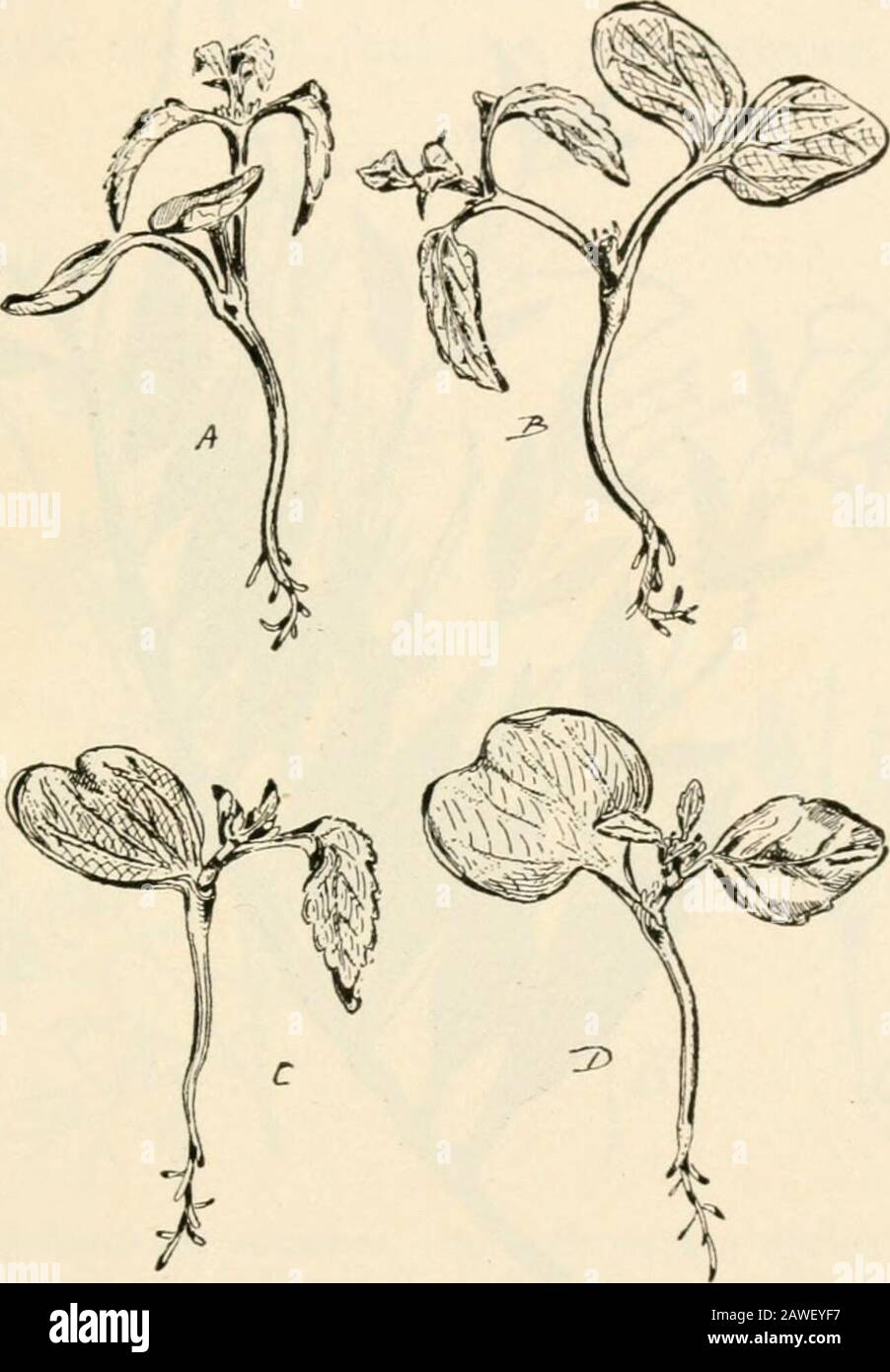 Opposite leaf arrangement hi-res stock photography and images - Alamy