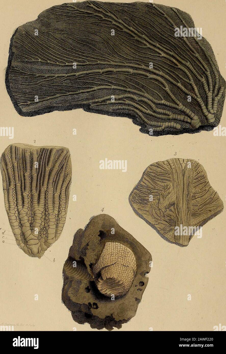 A pictorial atlas of fossil remains, consisting of coloured ...