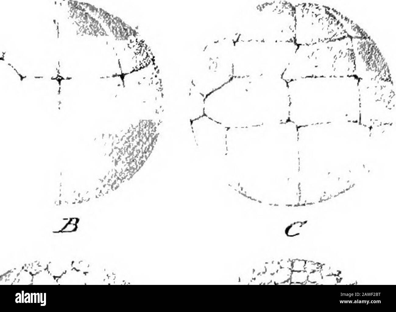Frog cell division Cut Out Stock Images & Pictures - Alamy