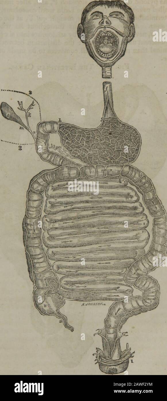 Pared muscular hi-res stock photography and images - Alamy