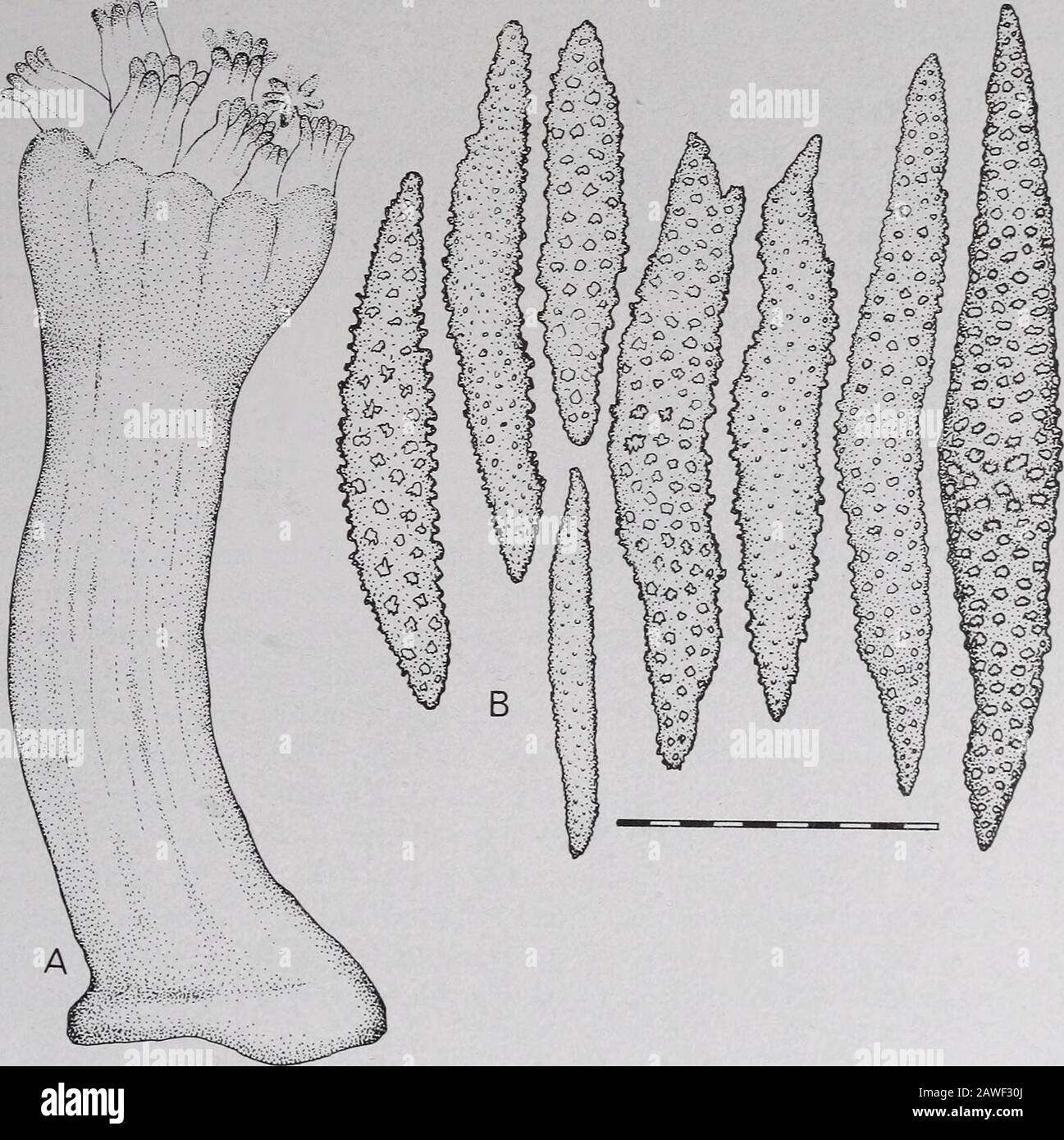 Annals of the South African MuseumAnnale van die Suid-Afrikaanse Museum ...
