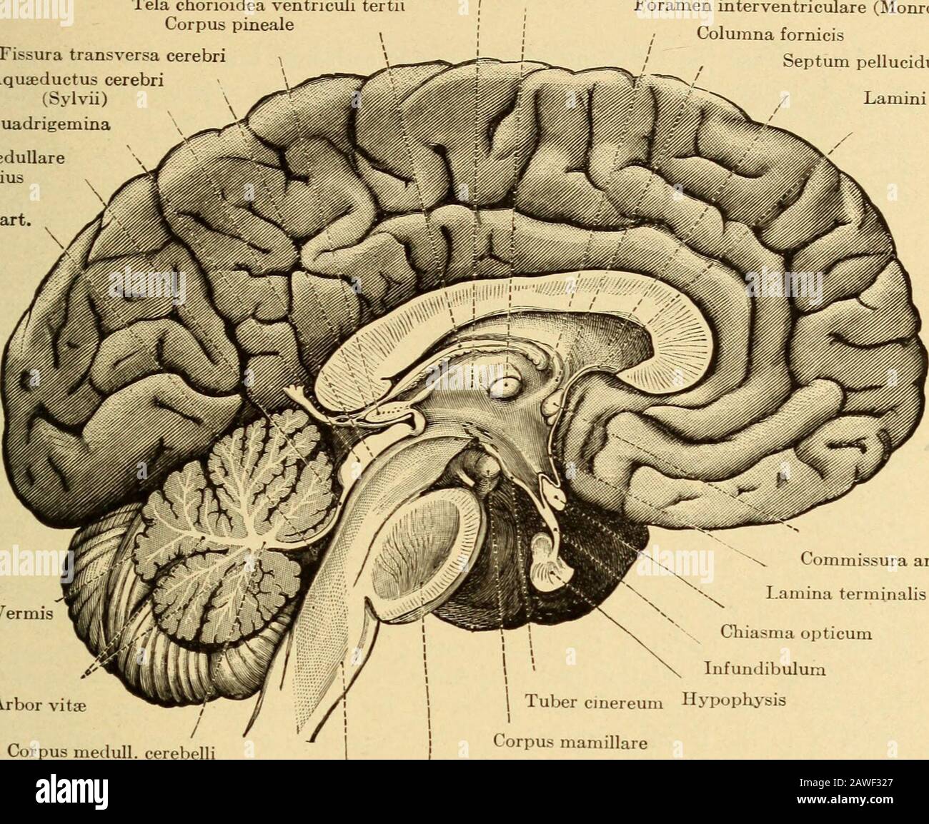 Corpus Callosum Function
