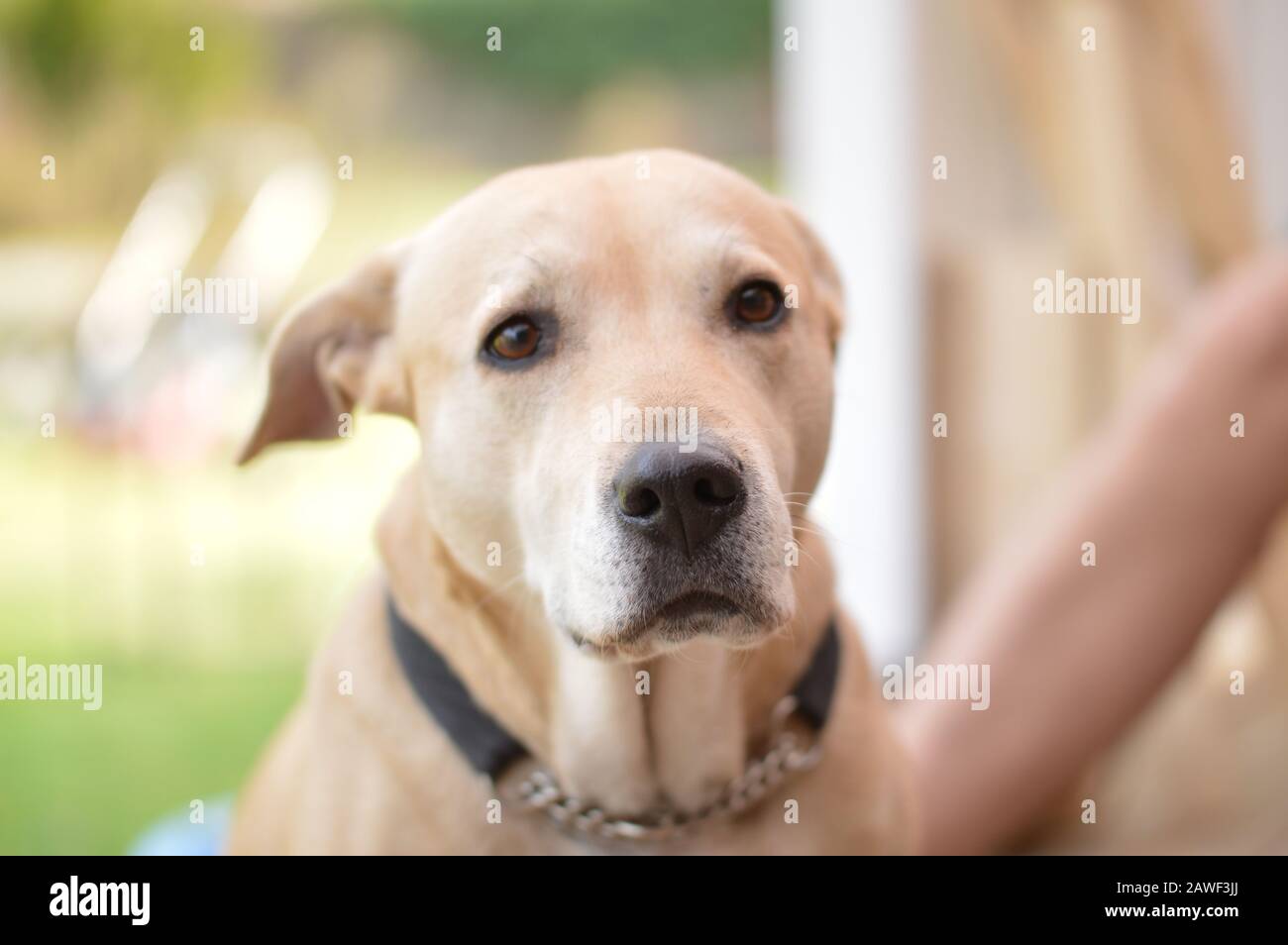 Lab cross breed hi-res stock photography and images - Alamy