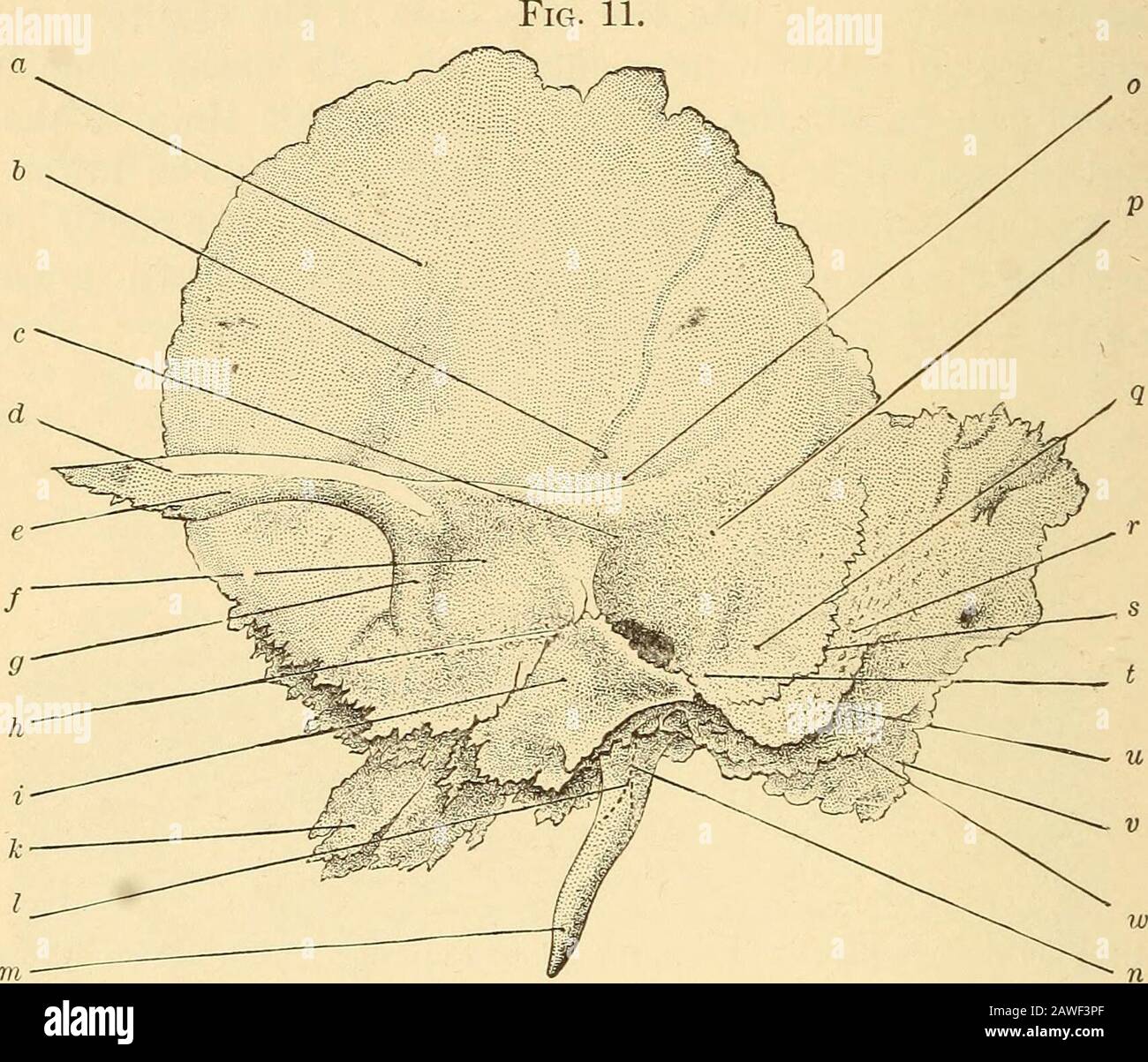 A text-book on diseases of the ear, nose and throat . ard growth of the ...