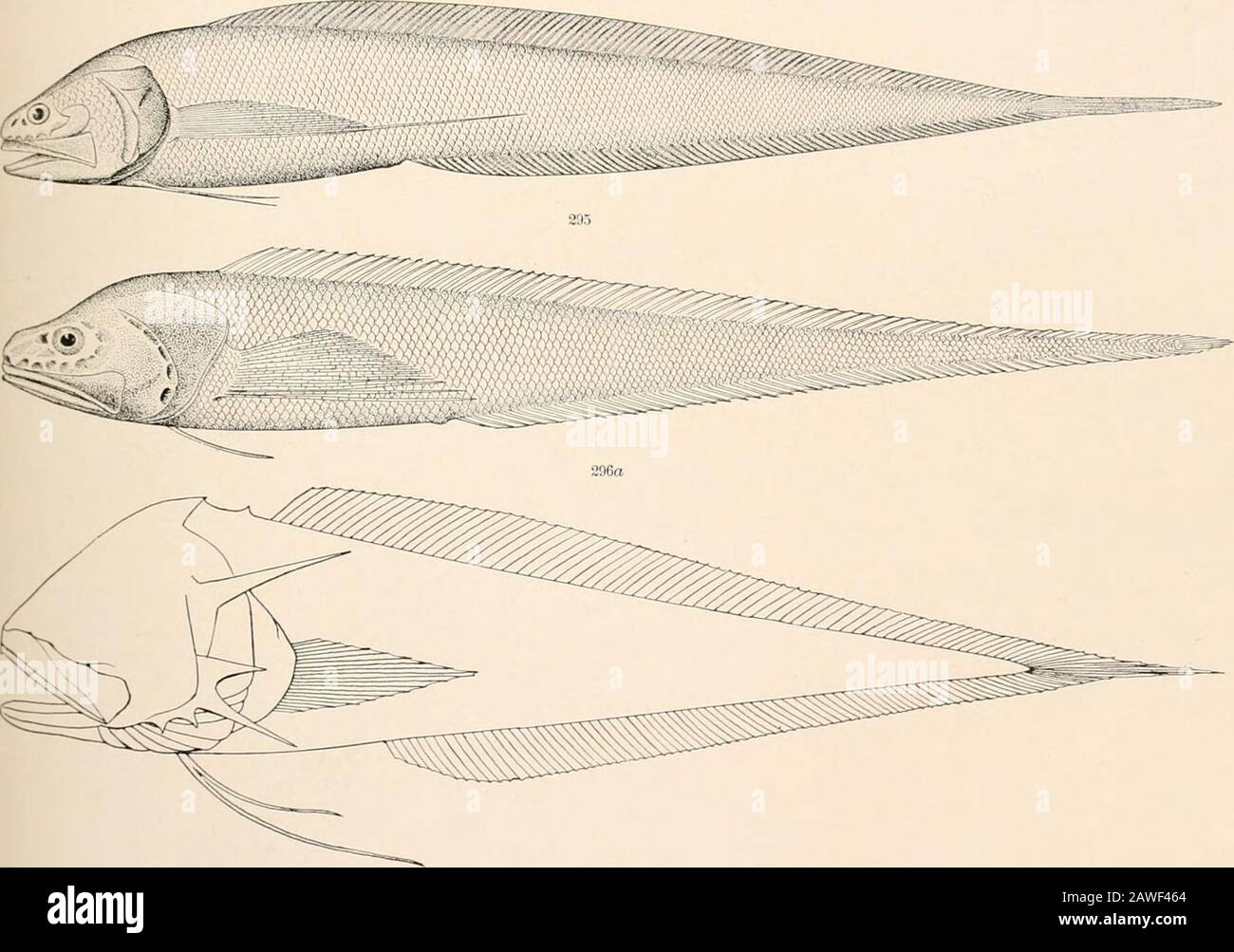 Macdonaldi fish hi-res stock photography and images - Alamy