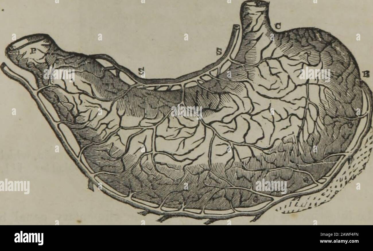 Pyloric glands hi-res stock photography and images - Alamy