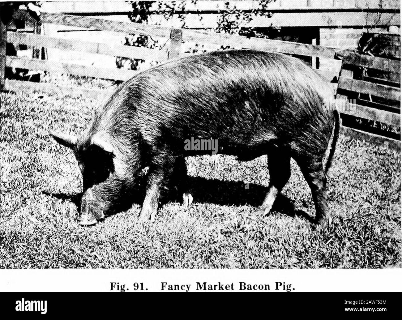 Breeding Boar Market High Resolution Stock Photography and Images - Alamy