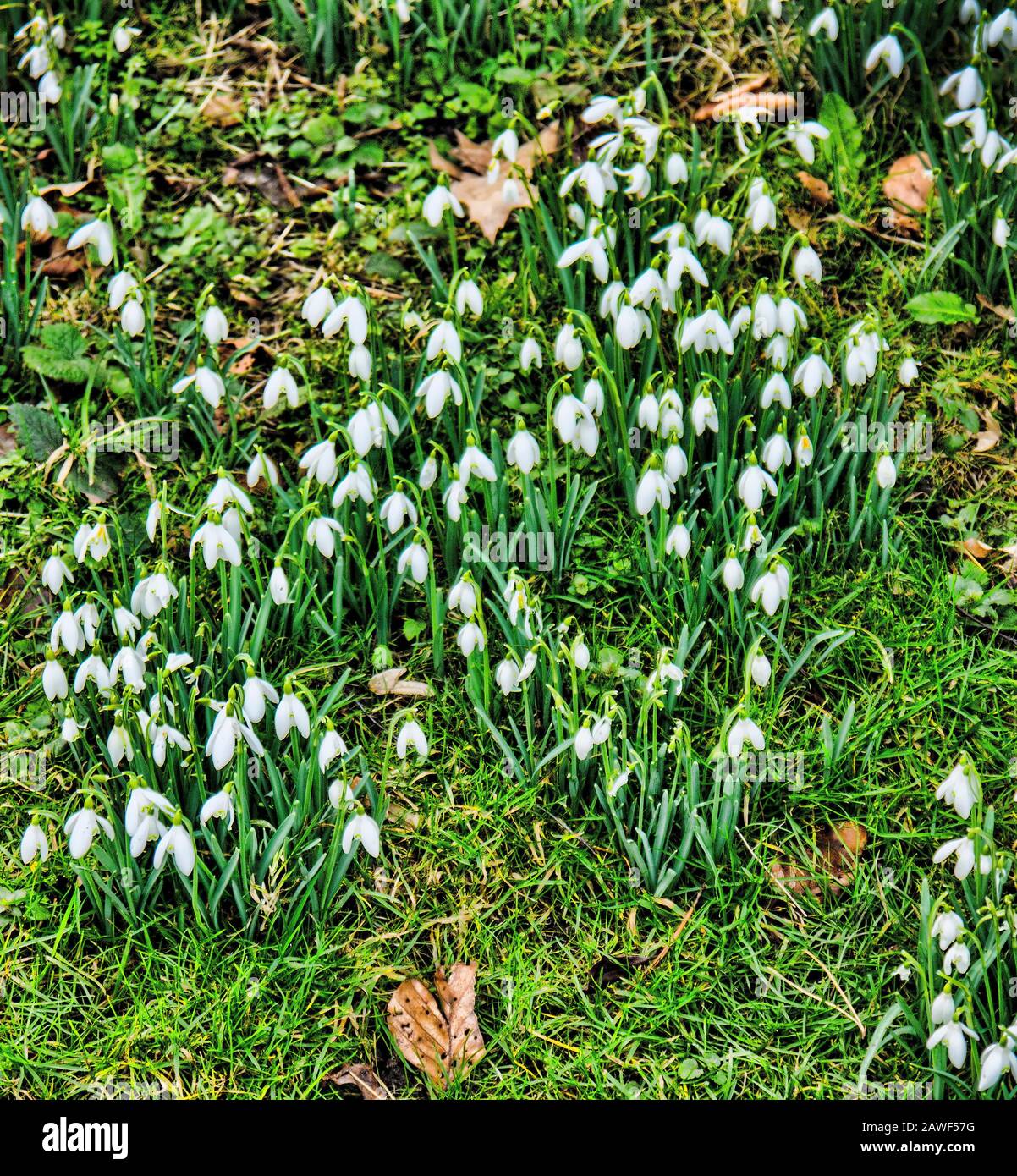 The Snowdrop Walk at Lytham Hall a Georgian Mansion in the town of ...