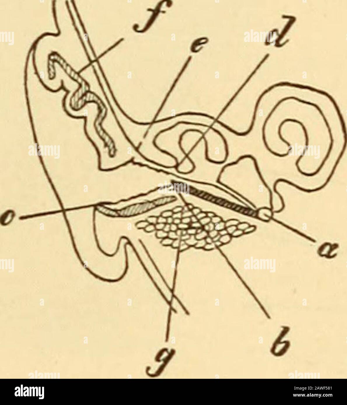 A text-book on diseases of the ear, nose and throat . Vertical section ...