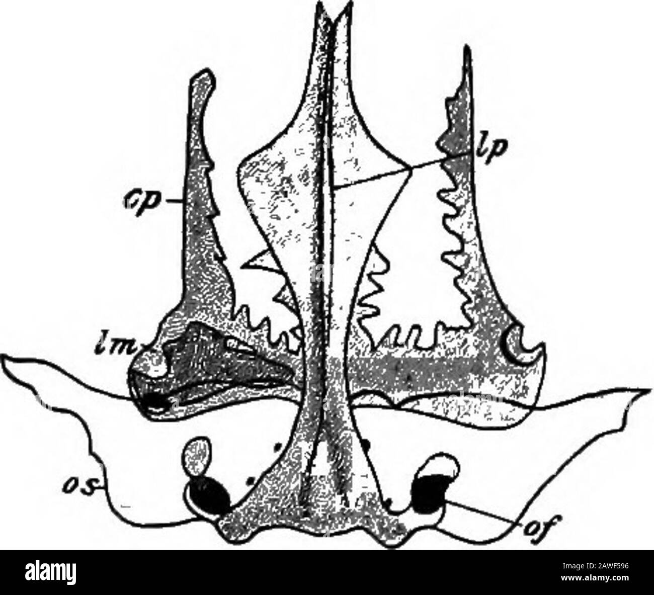 Ossify Cut Out Stock Images & Pictures - Alamy
