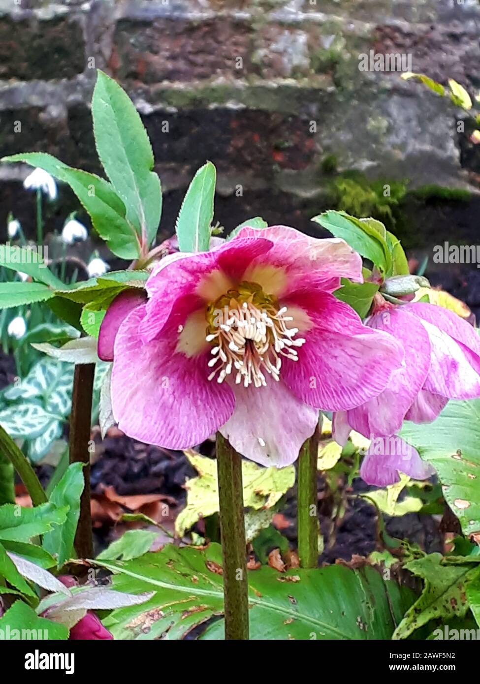 Lenten Roses High Resolution Stock Photography and Images - Alamy
