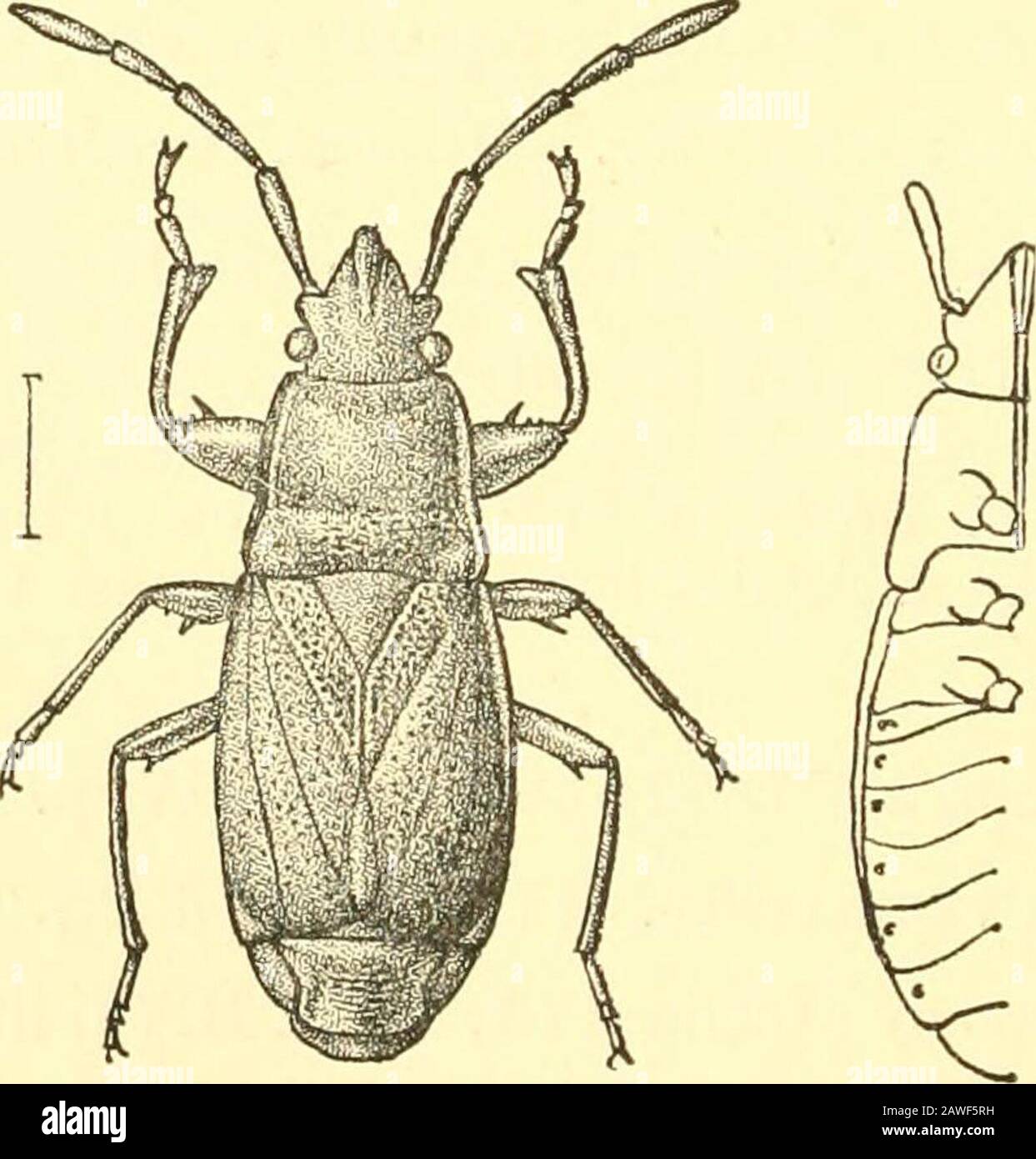 Rhynchota .. . second joints of antennae longest and subequal in length ...