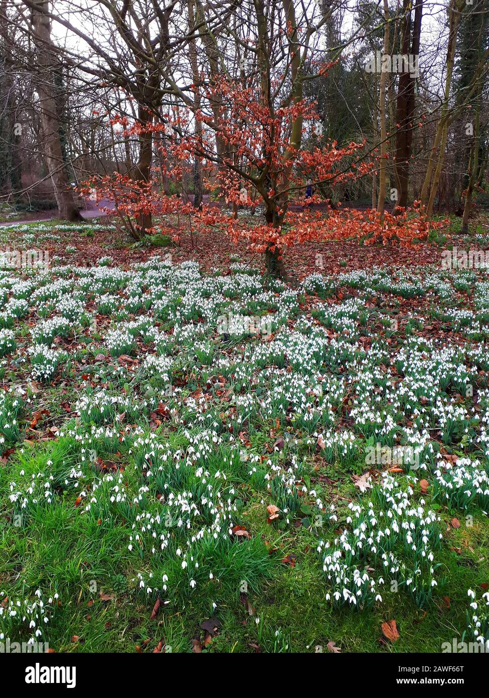 The Snowdrop Walk at Lytham Hall a Georgian Mansion in the town of ...