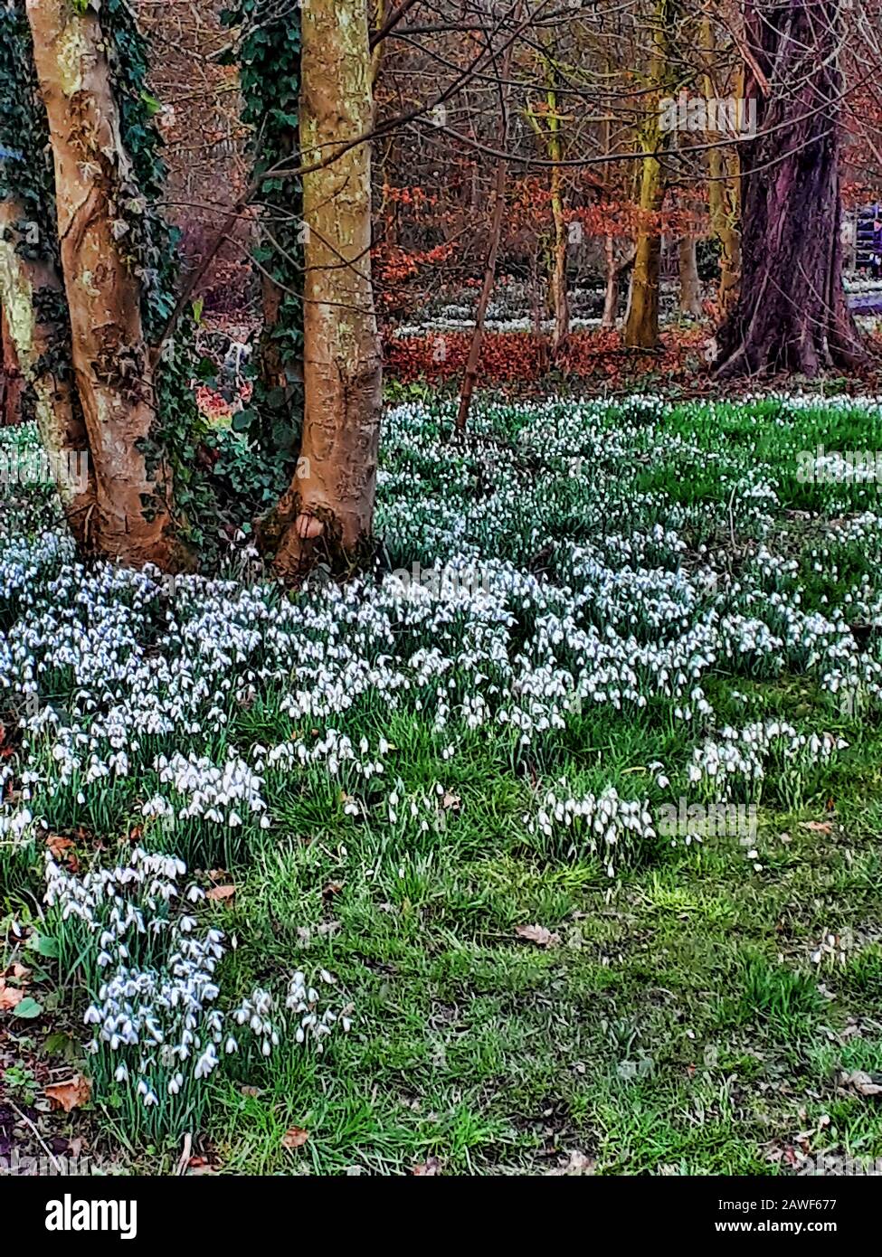 The Snowdrop Walk at Lytham Hall a Georgian Mansion in the town of ...