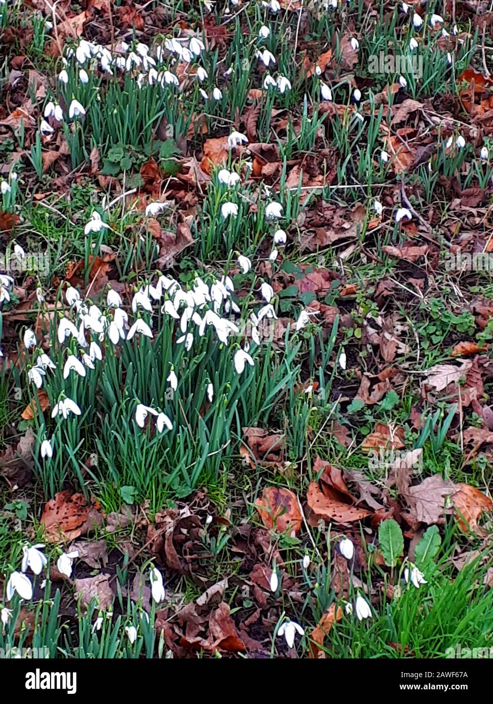 The Snowdrop Walk at Lytham Hall a Georgian Mansion in the town of ...