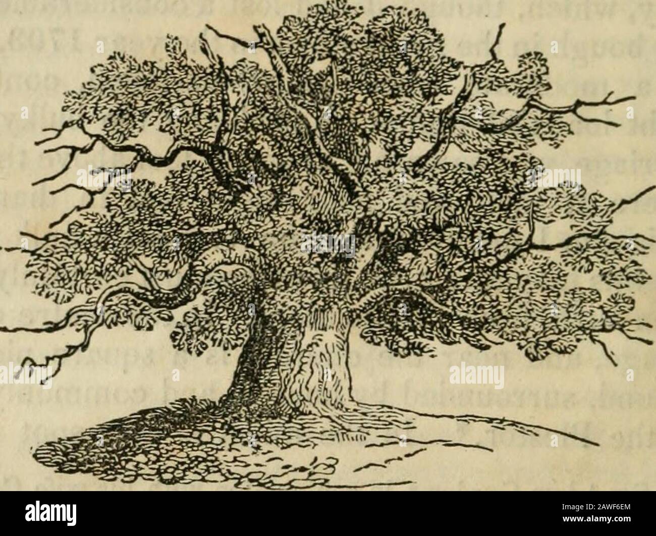 Baron of evesham hi-res stock photography and images - Alamy